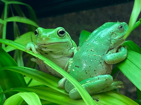 Whites Tree Frogs White's Tree Frog by Small World Reptiles