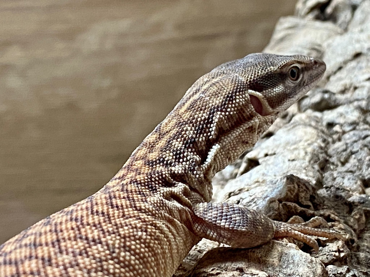 CB22 Ackie / Dwarf Spiney Tailed Monitors Spiny-Tailed Monitor by Small ...