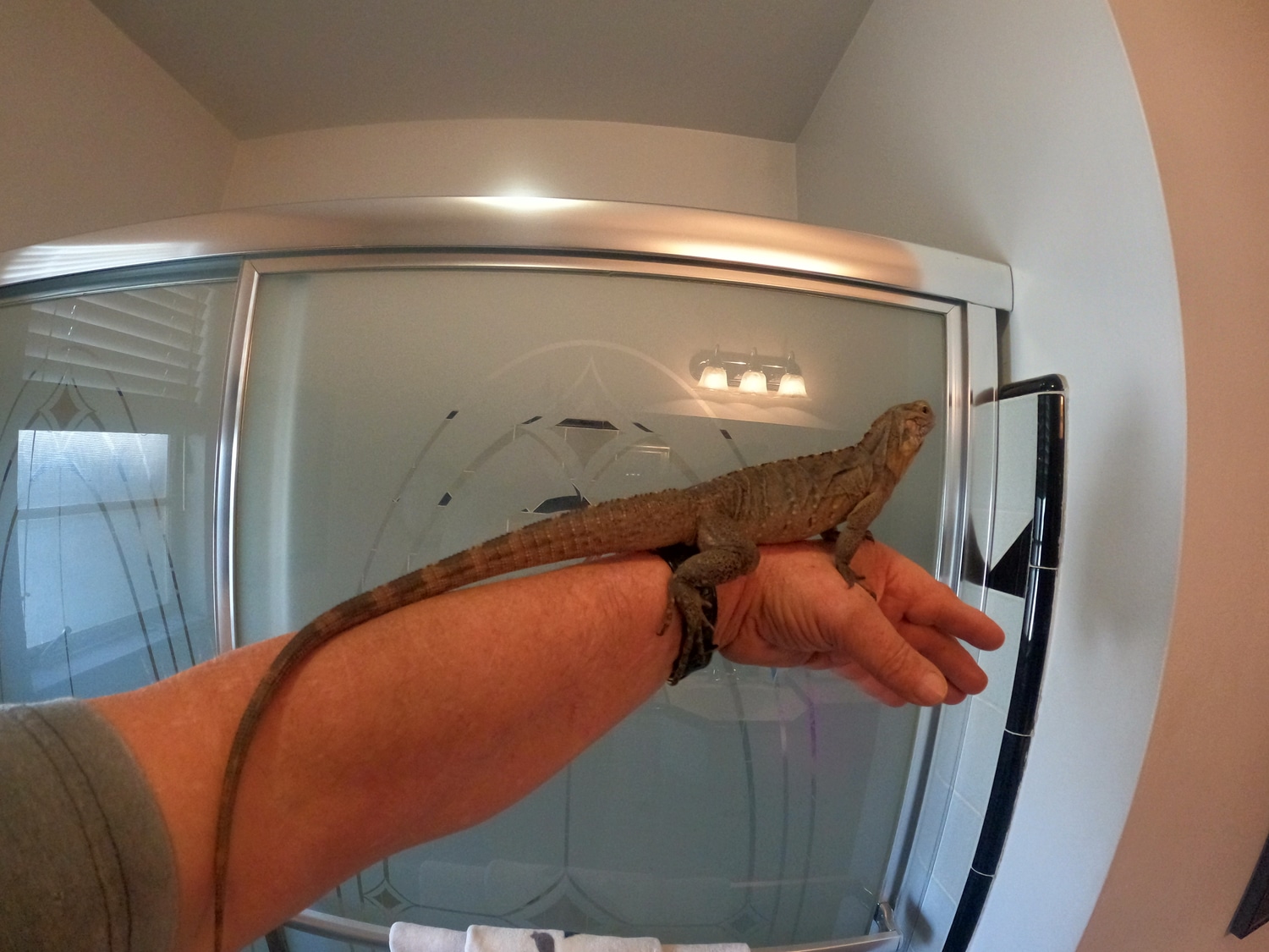 Cayman Brac Rock Iguanas Other Iguana by Dave Durhams Intelligent ...