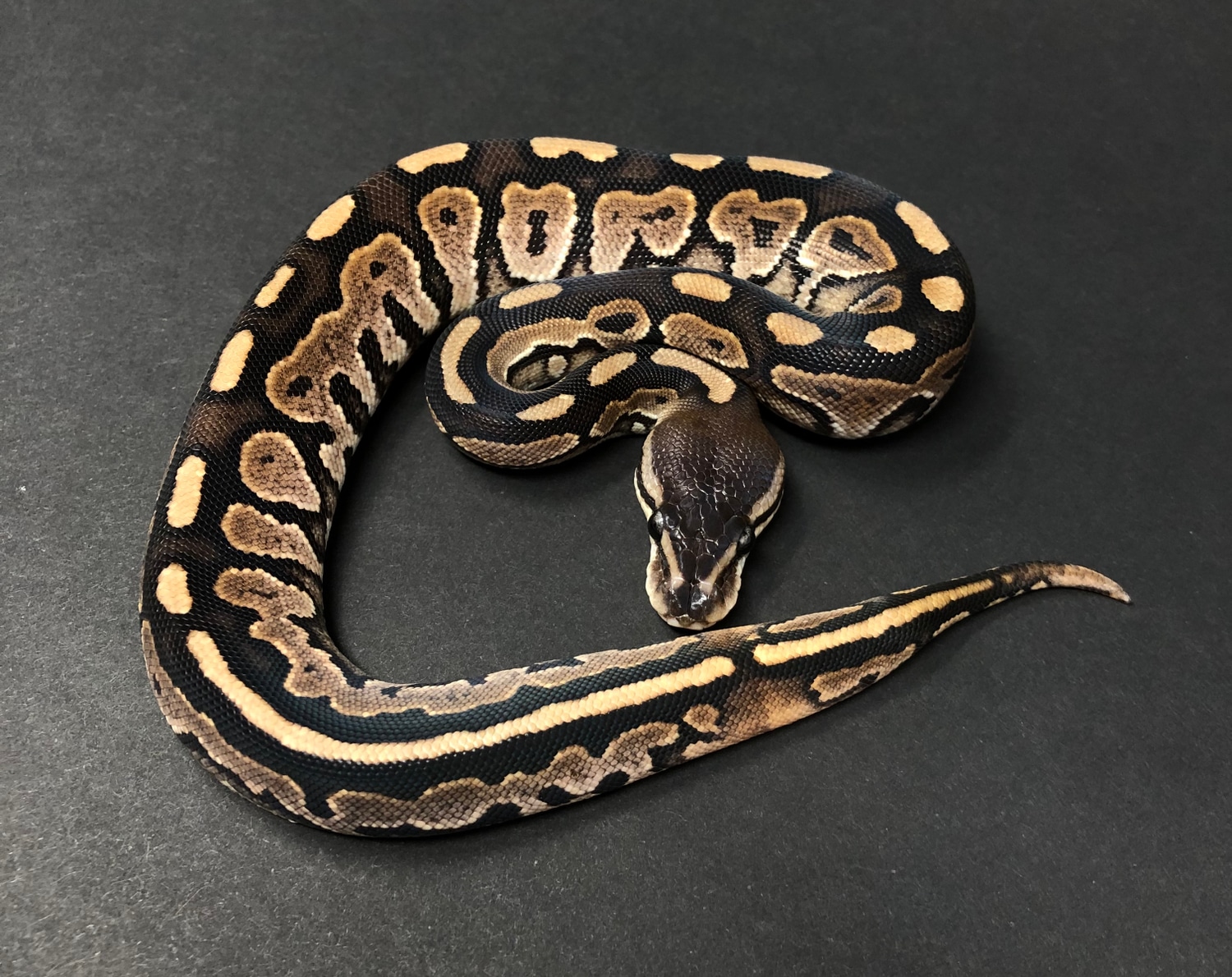 Black Pastel Het Pied Ball Python by Royal Pieds - MorphMarket