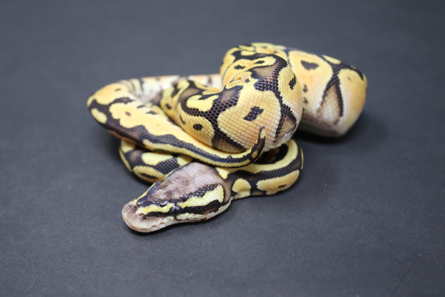 Female Baby Pastel Russo Ball Python by Royal Pieds - MorphMarket