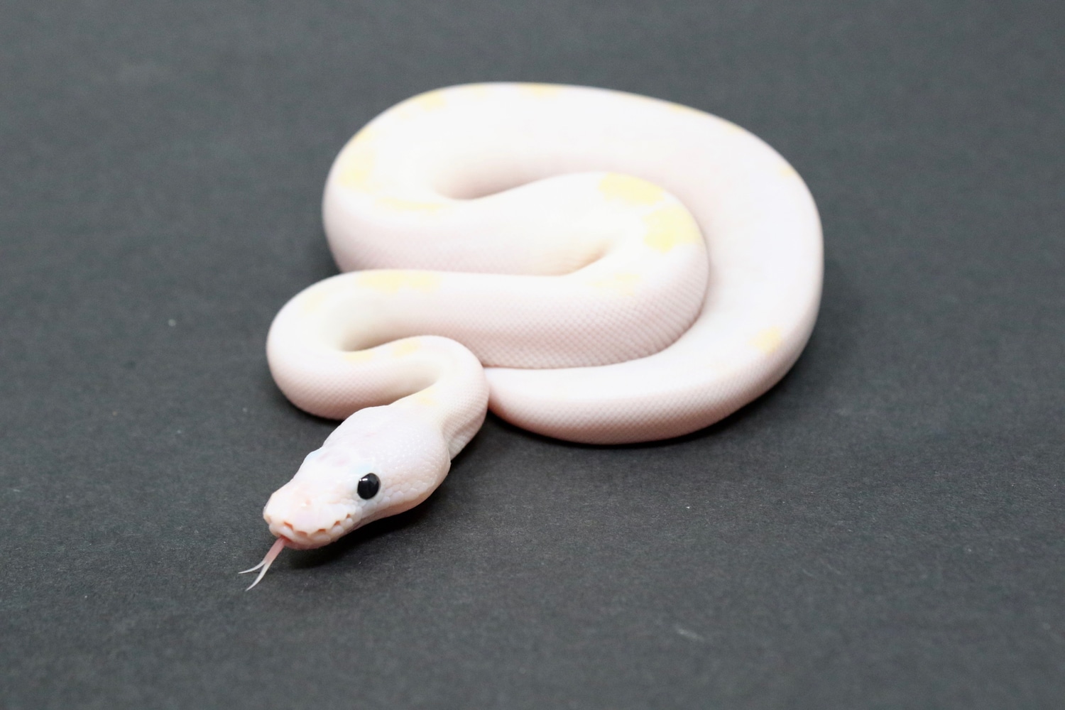 Low Pattern Super Fire Poss Pastel Ball Python by Royal Pieds - MorphMarket