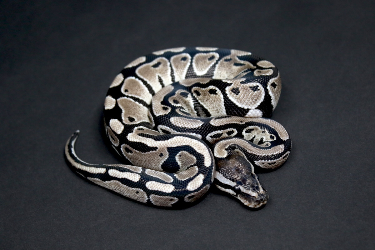 TSK Axanthic Het Clown Ball Python by Royal Pieds - MorphMarket