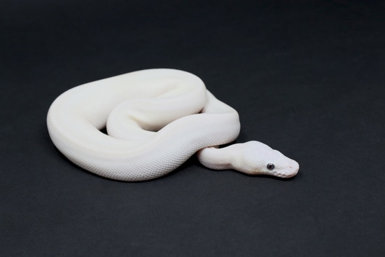 Blue Eyed Leucistic Ball Python by Royal Pieds