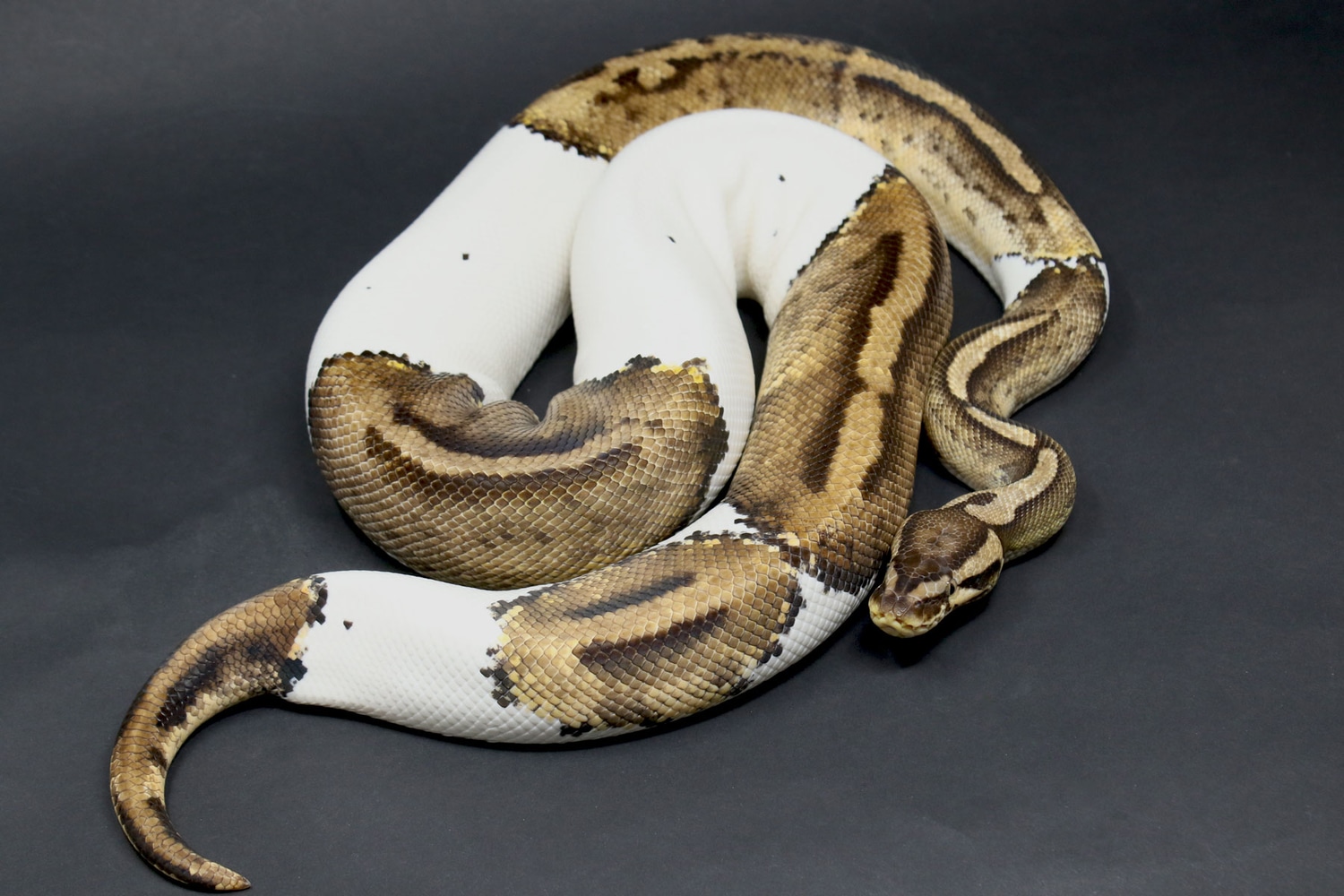 Pastel Pied Ball Python by Royal Pieds - MorphMarket