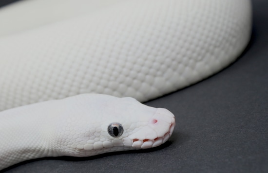 Super Lesser BEL Ball Python by Royal Pieds