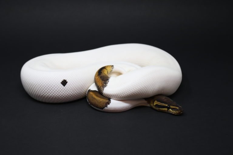 Black Pastel Pied Ball Python by Royal Pieds - MorphMarket