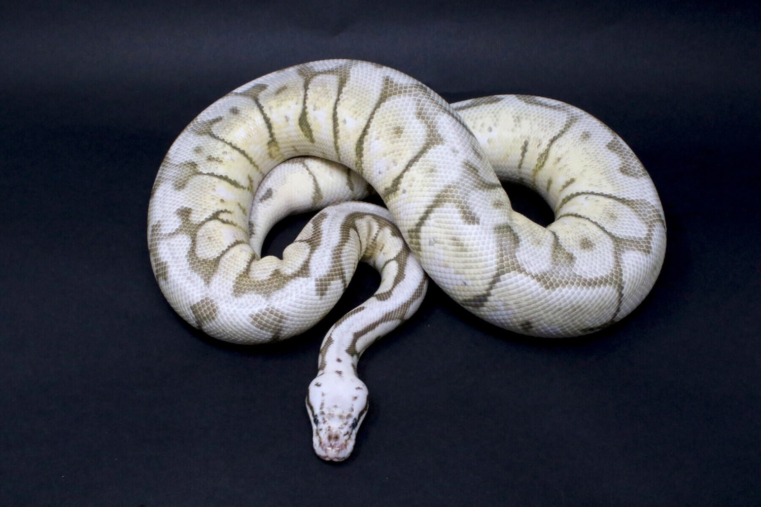 Killerbee TSK Axanthic Ball Python by Royal Pieds - MorphMarket