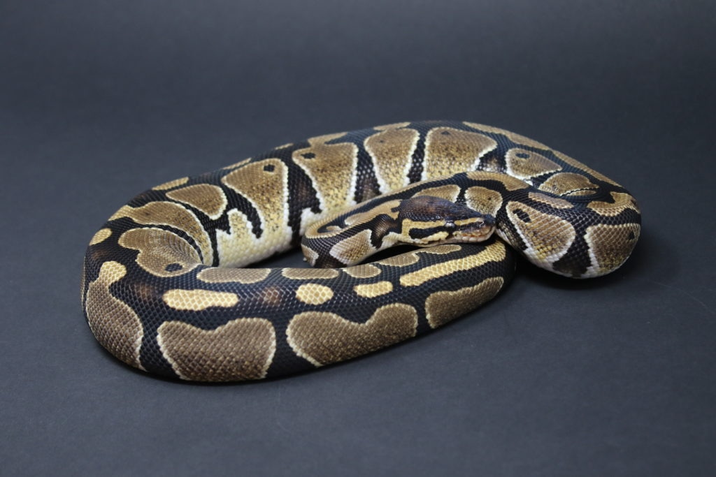 DH Pied TSK Axanthic Ball Python by Royal Pieds - MorphMarket