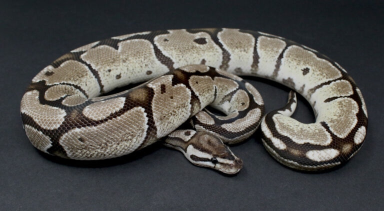 Fire TSK Axanthic Ball Python by Royal Pieds - MorphMarket