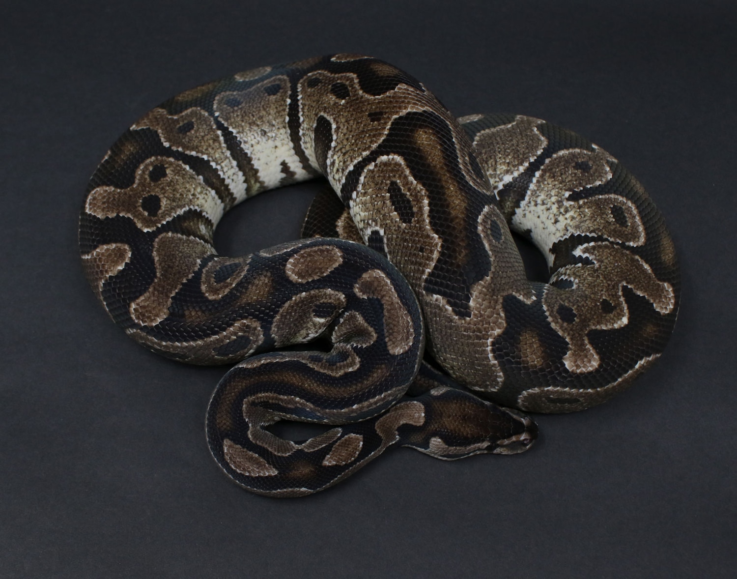 TSK Axanthic Ball Python by Royal Pieds - MorphMarket