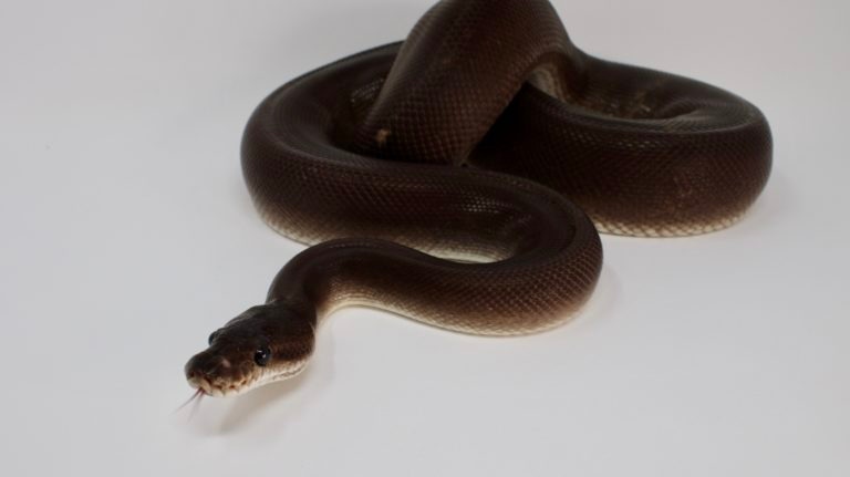 Super Black Pastel Ball Python by Royal Pieds - MorphMarket