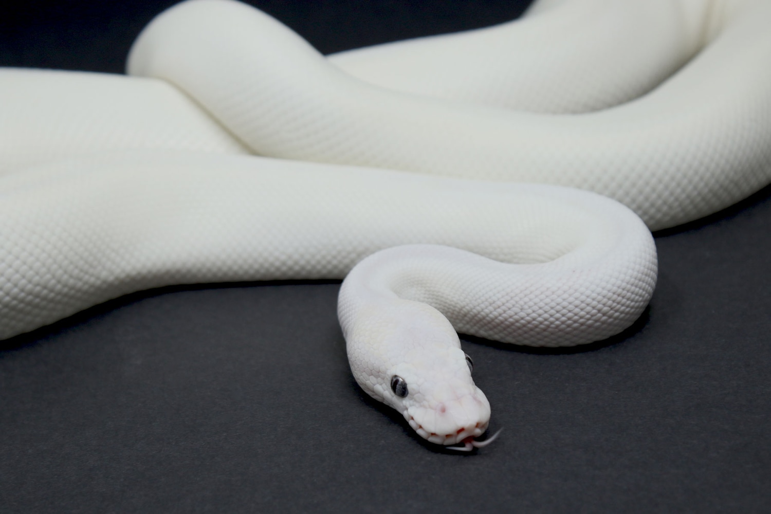Butter Russo BEL Ball Python by Royal Pieds - MorphMarket
