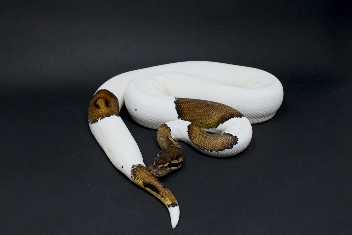 Black Pastel Pied Ball Python by Royal Pieds - MorphMarket