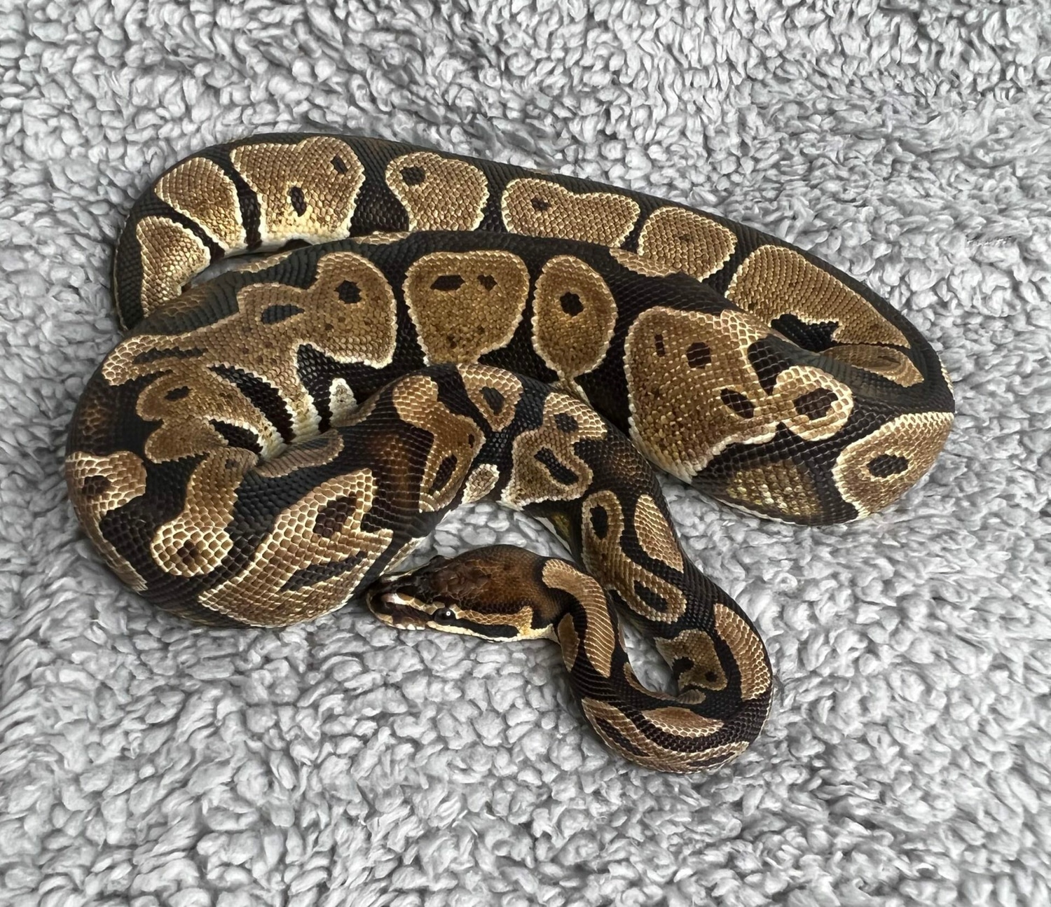 Scaleless Head Het TSK Axanthic Ball Python by Royal Pieds - MorphMarket