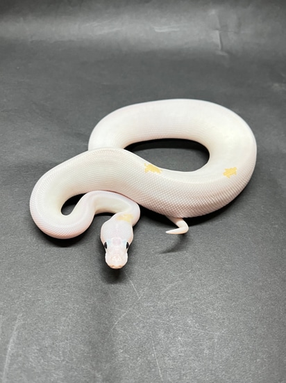 Low Pattern Super Fire Ball Python by Royal Pieds