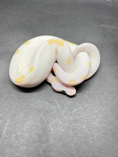 Medium Pattern Super Fire Ball Python by Royal Pieds