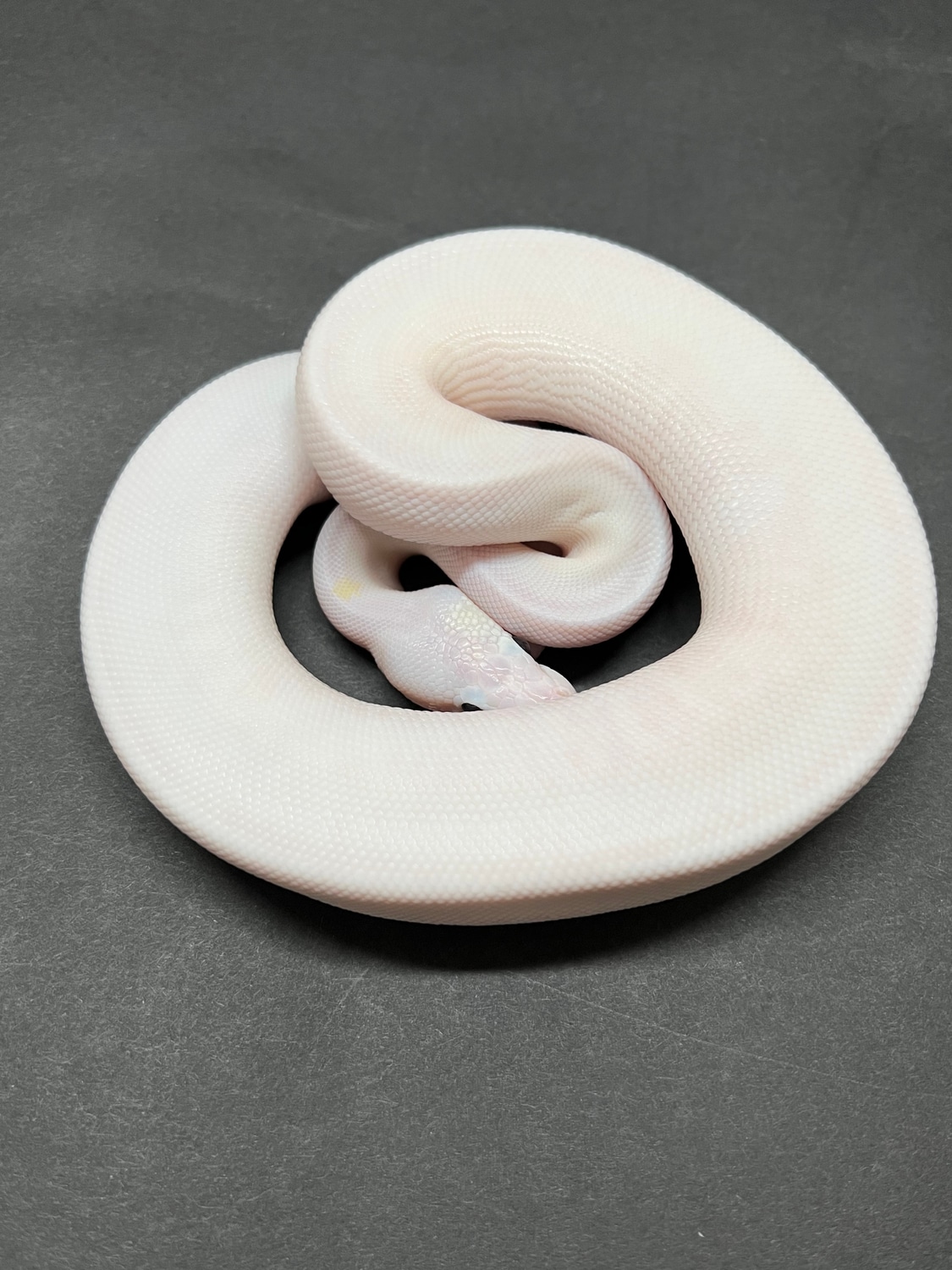 No Pattern Super Fire Ball Python by Royal Pieds - MorphMarket
