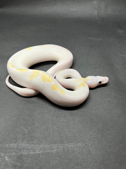 Medium Pattern Super Fire Ball Python by Royal Pieds