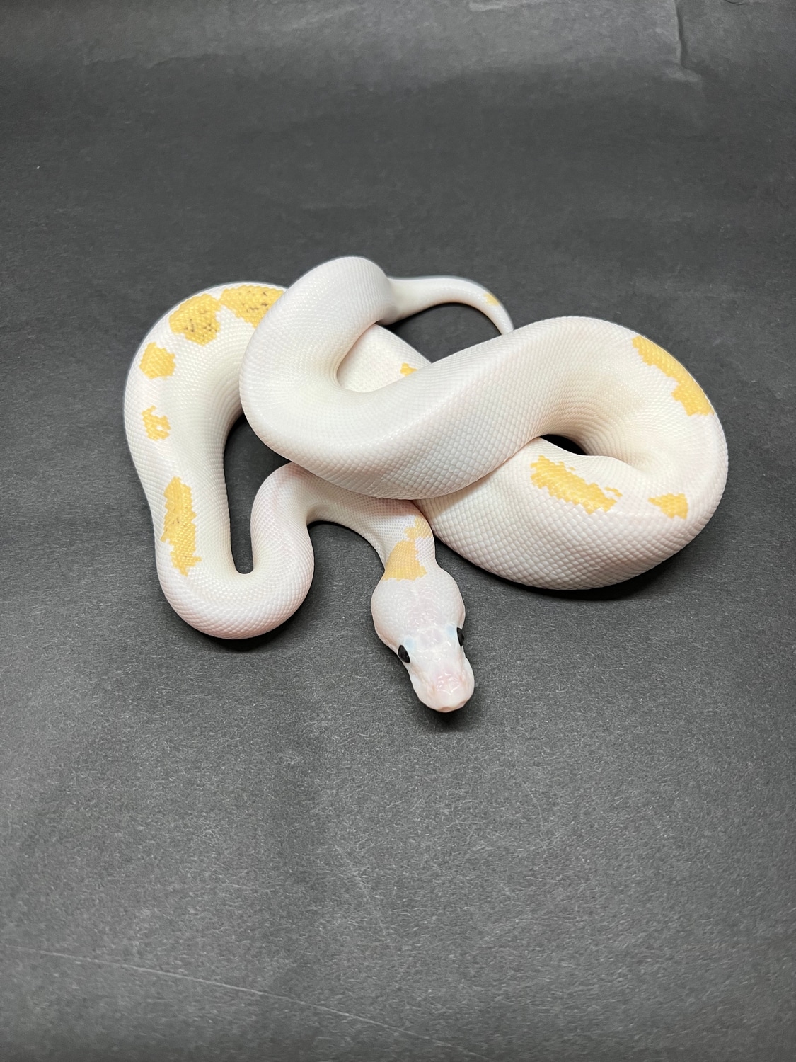 Medium Pattern Super Fire Ball Python by Royal Pieds - MorphMarket