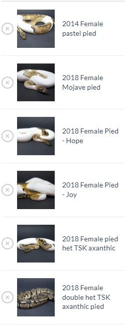 6 Females Ready-to-Breed Pied Ball Python by Royal Pieds - MorphMarket