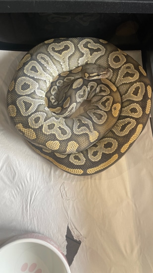 Phantom Hypo Ball Python by SBExotics