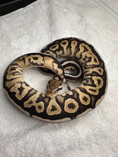 Firemon Ball Python by The Erler Projects: Reptiles