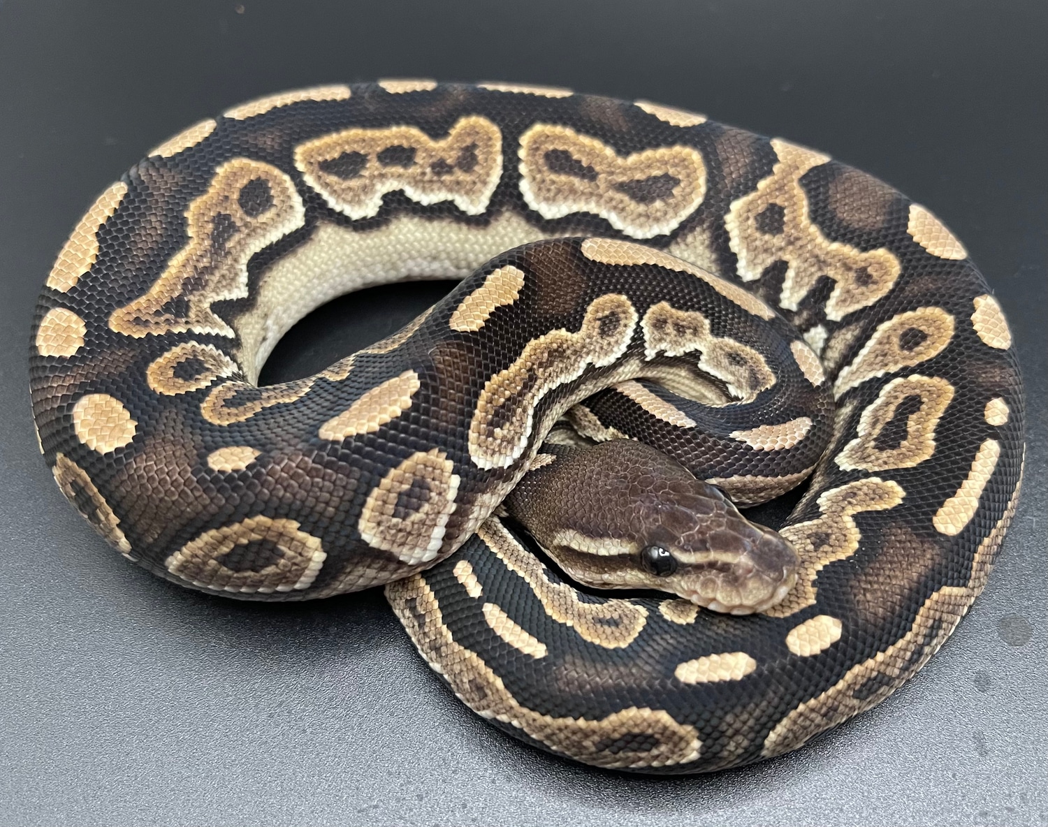 Lace Black Pearl Ball Python by SMF Reptiles - MorphMarket