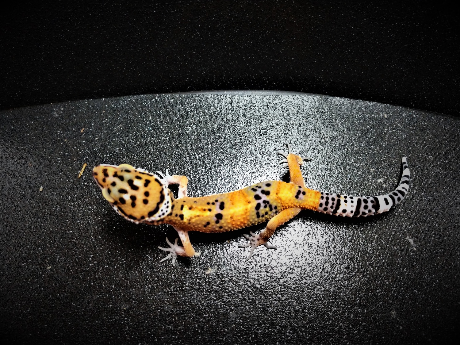 Electric Blood Atomic Tangerine Black Night Leopard Gecko by Granite State Geckos - MorphMarket