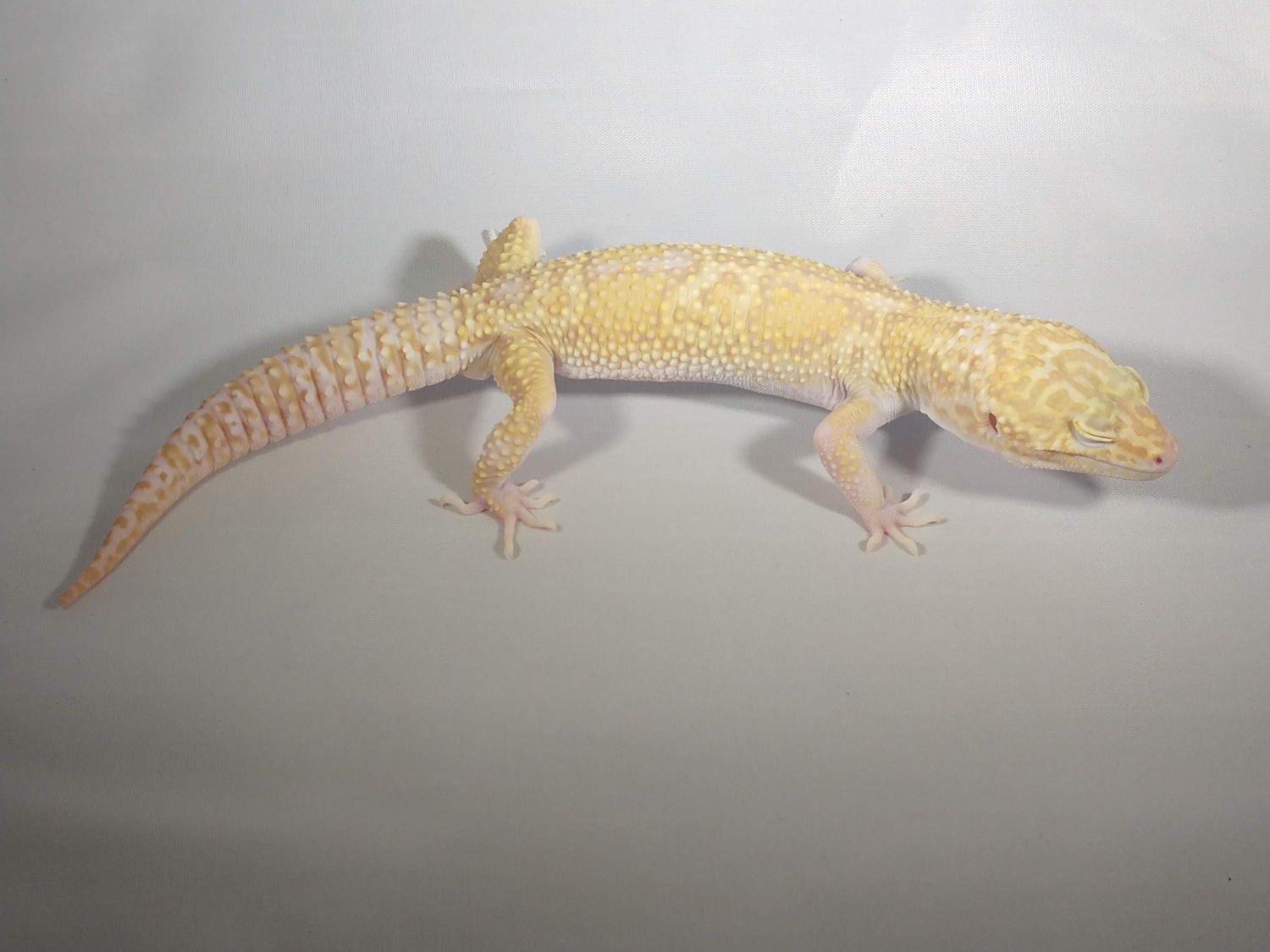 Mack Snow RAPTOR Leopard Gecko by Granite State Geckos - MorphMarket