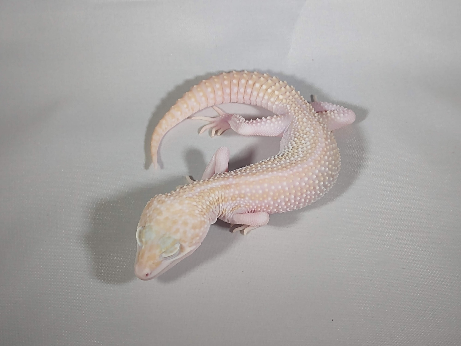 Super Snow RAPTOR Leopard Gecko by Granite State Geckos - MorphMarket