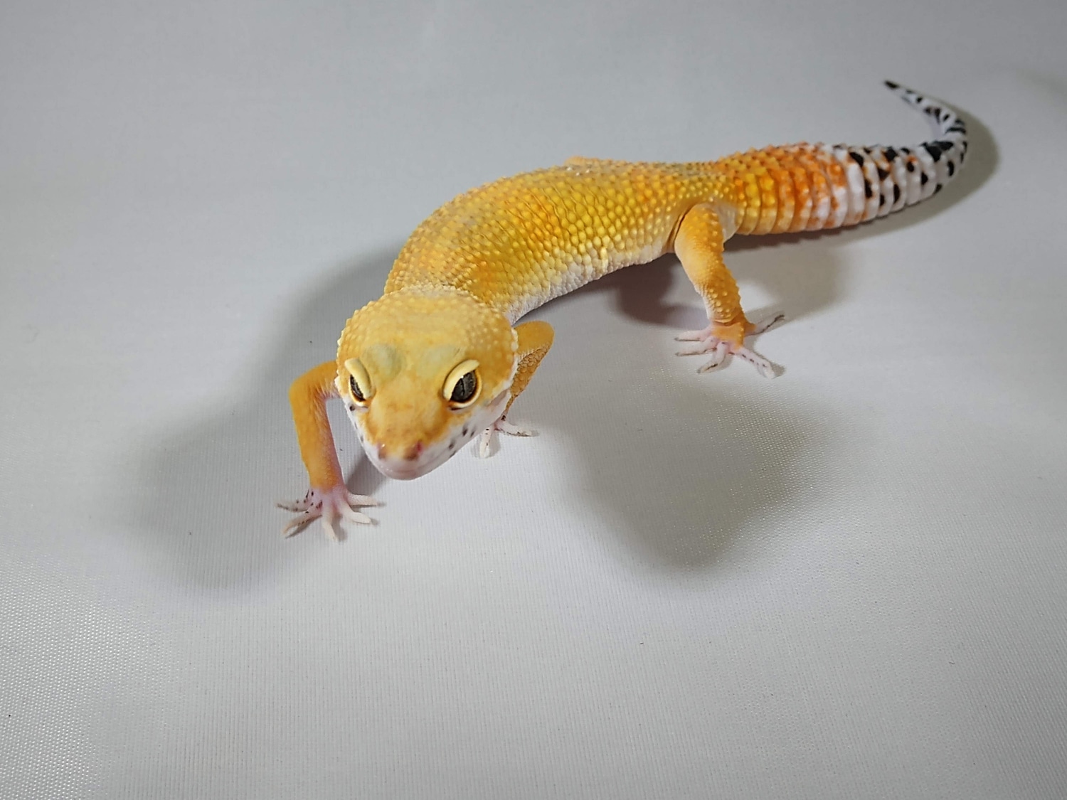SHTCTB Leopard Gecko by Granite State Geckos - MorphMarket