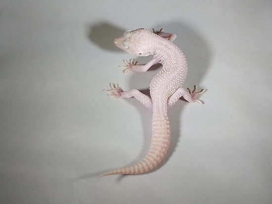 Super Snow RAPTOR Leopard Gecko by Granite State Geckos - MorphMarket