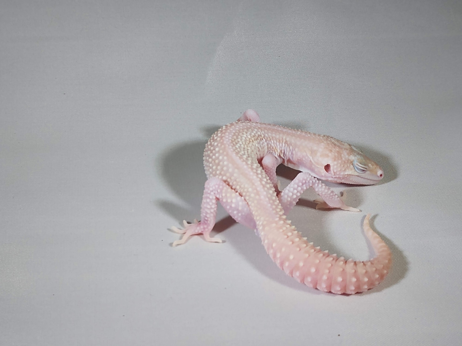 Super Snow RAPTOR Leopard Gecko by Granite State Geckos - MorphMarket