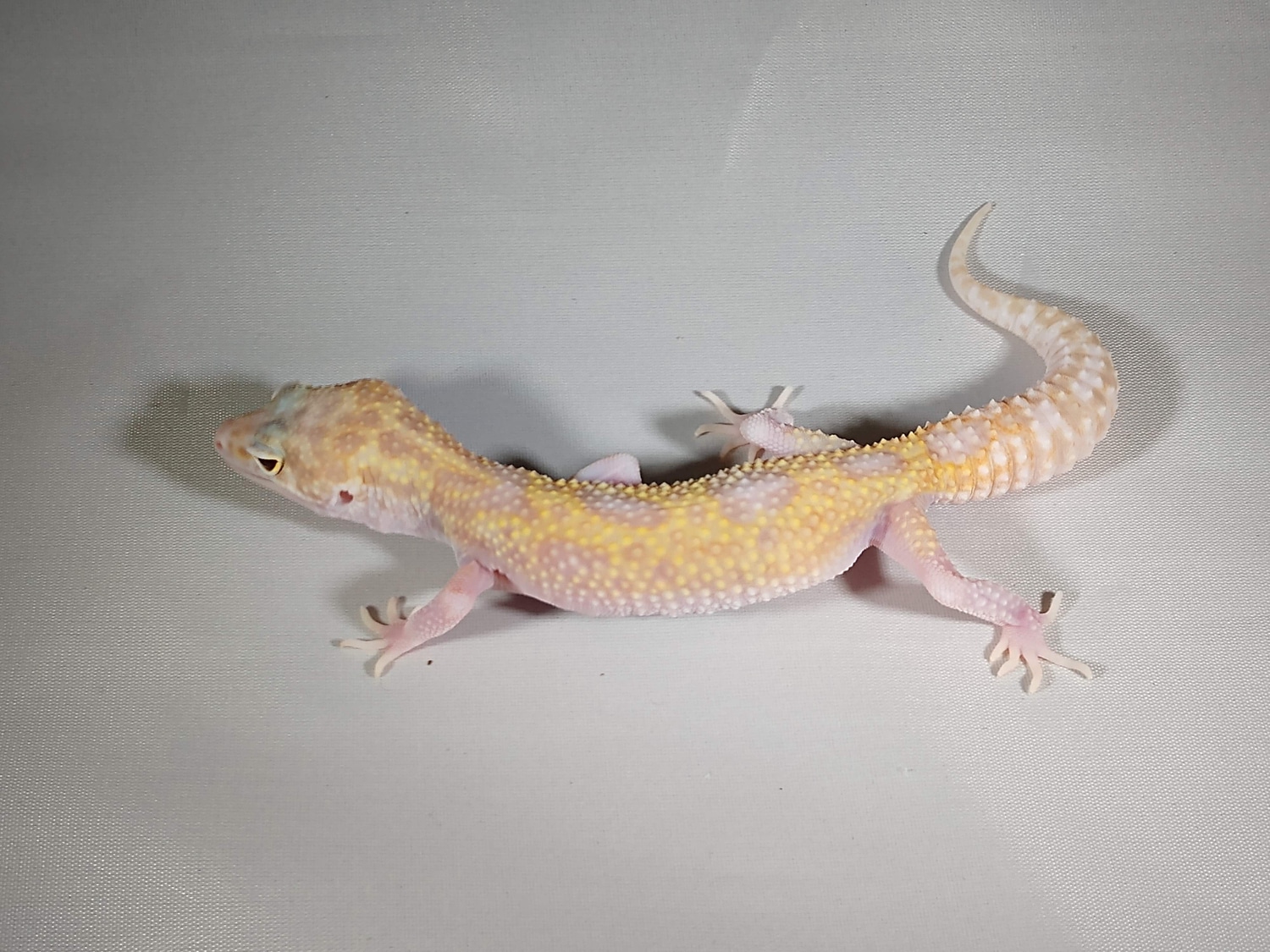 Mack Snow RAPTOR Leopard Gecko by Granite State Geckos - MorphMarket