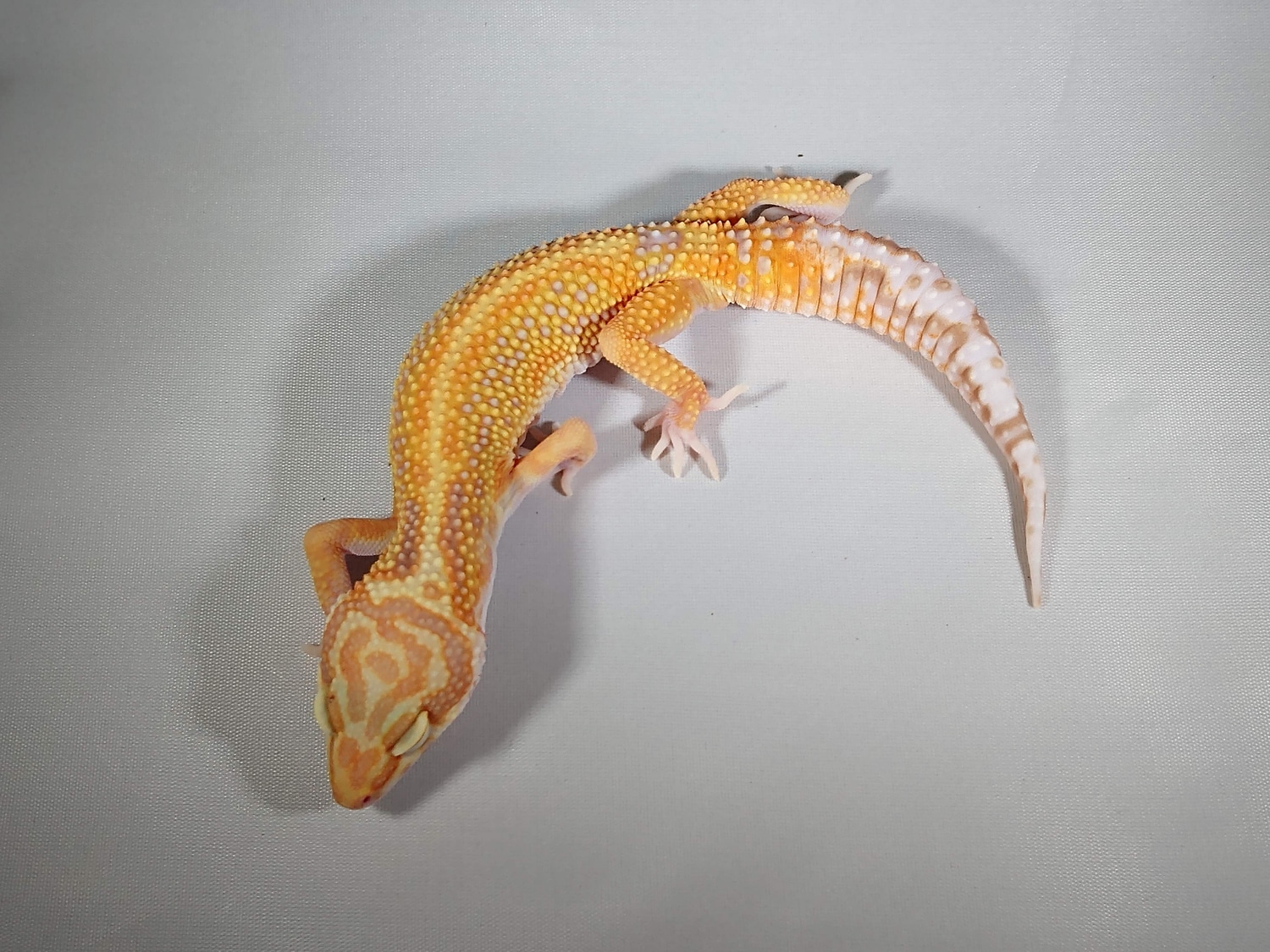Raining Red Stripe Leopard Gecko by Granite State Geckos - MorphMarket