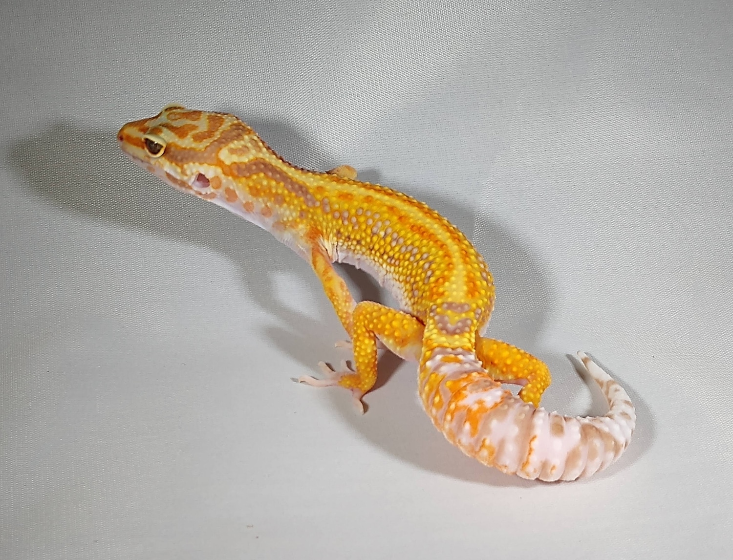 Raining Red Stripe Leopard Gecko by Granite State Geckos - MorphMarket