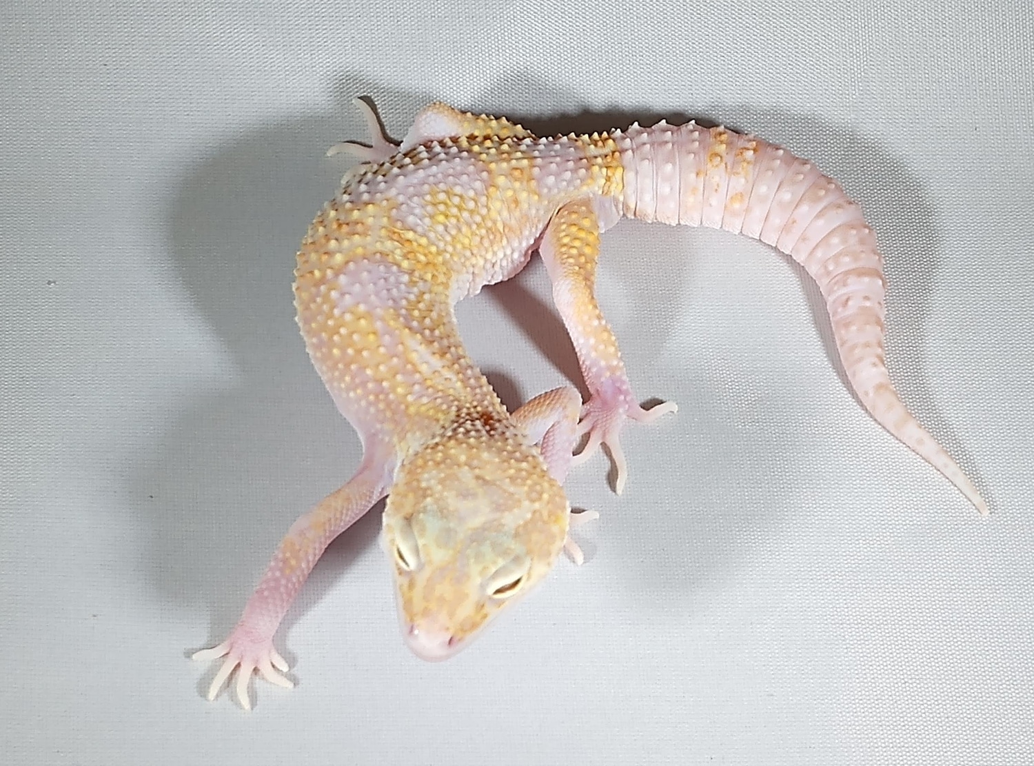RAPTOR Het Blizzard Leopard Gecko by Granite State Geckos - MorphMarket