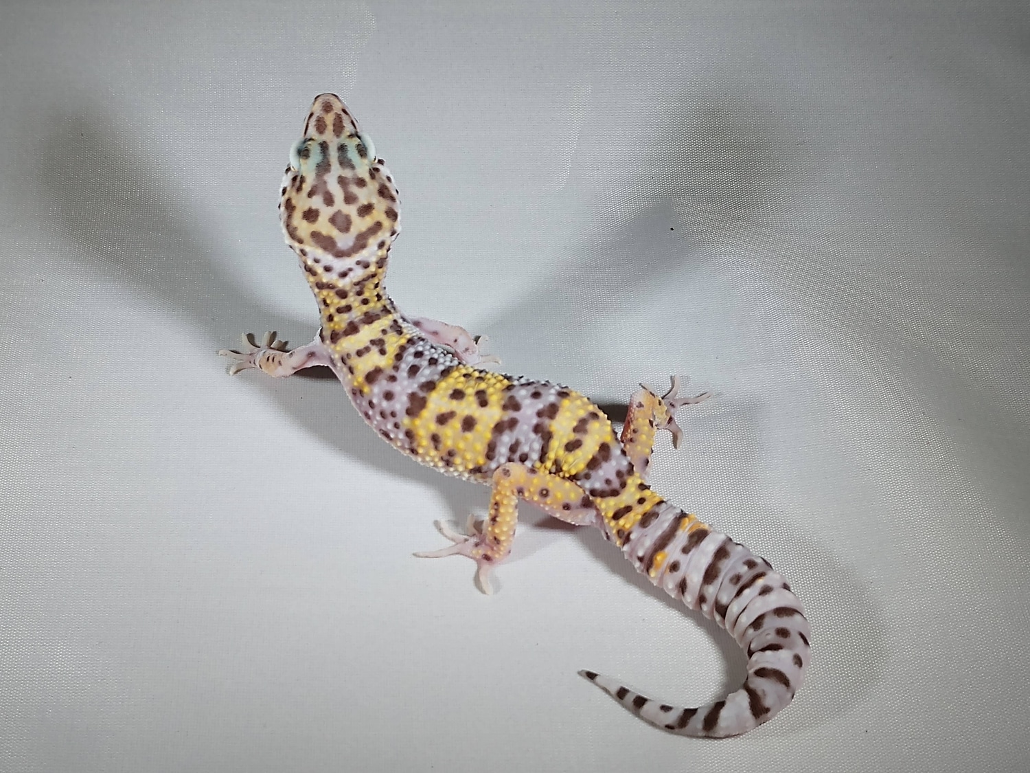 Pet Only Leopard Gecko by Granite State Geckos - MorphMarket