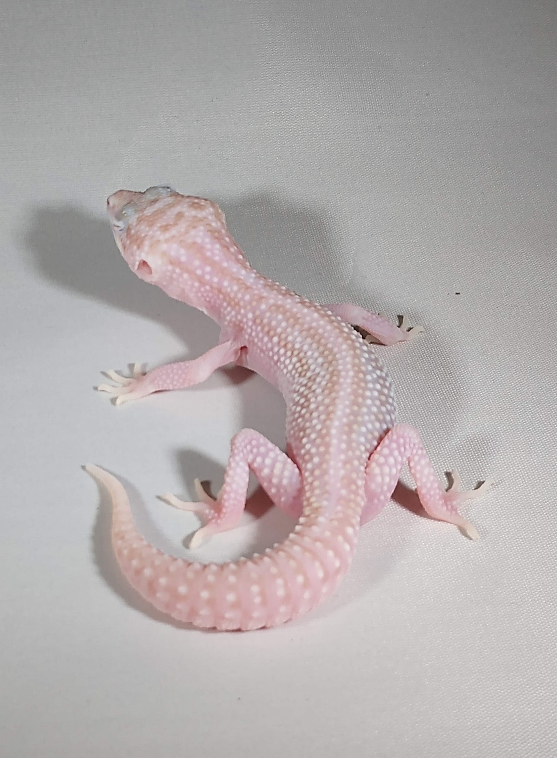 TSM Super Snow RAPTOR Leopard Gecko by Granite State Geckos - MorphMarket