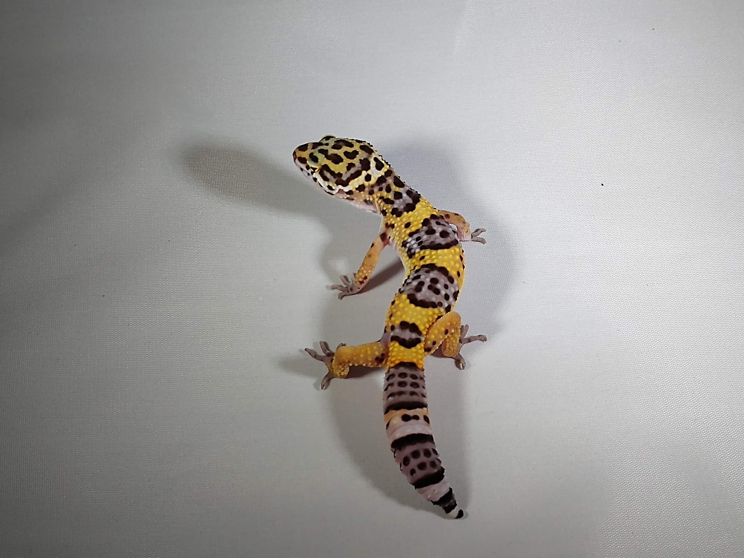 Pet Only Leopard Gecko by Granite State Geckos - MorphMarket