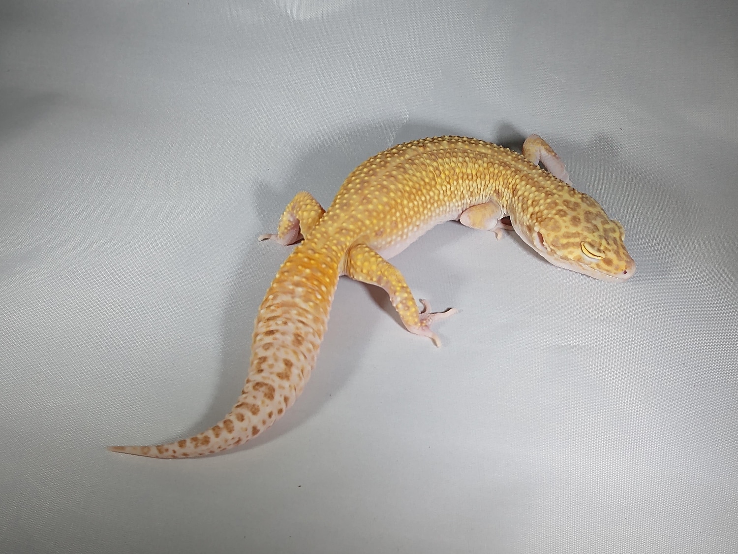 Sunglow RAPTOR Leopard Gecko by Granite State Geckos - MorphMarket
