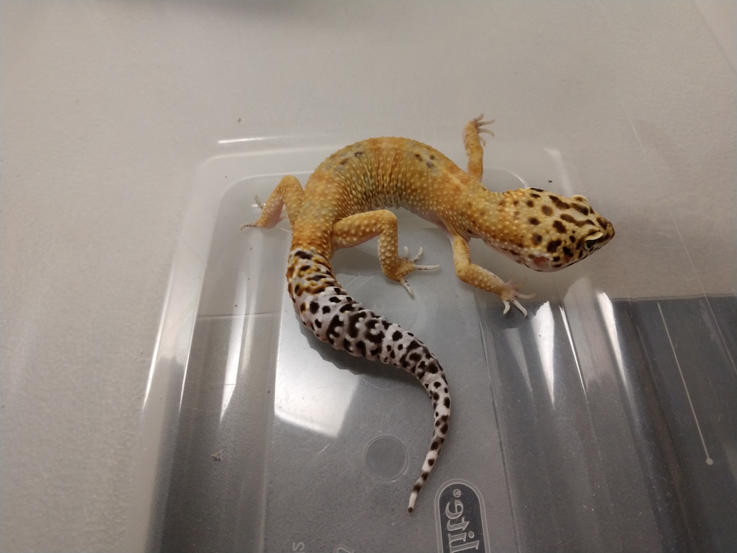 Inferno Emerine Leopard Gecko by Granite State Geckos - MorphMarket