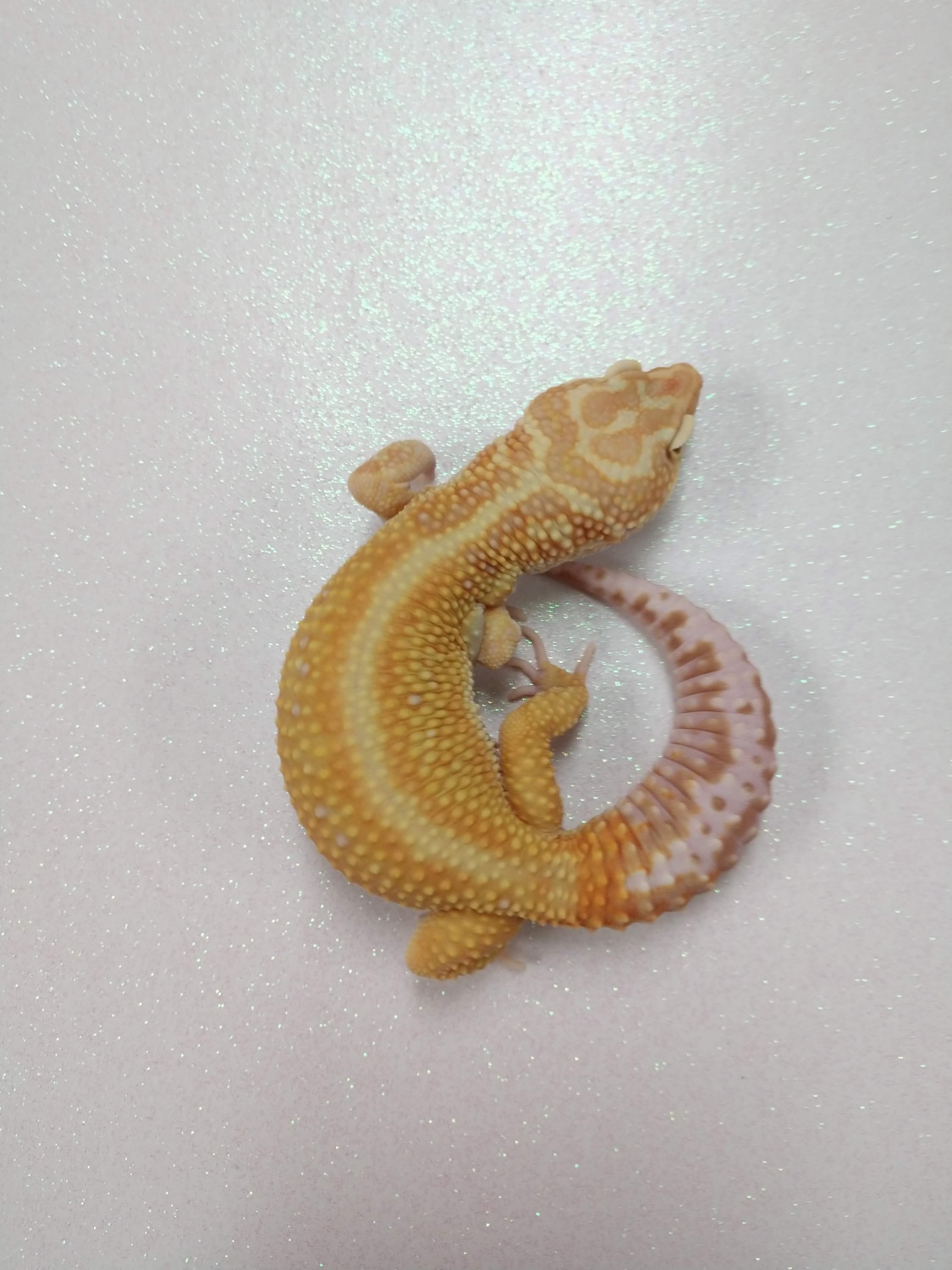 Raining Red Stripe Leopard Gecko by Granite State Geckos - MorphMarket