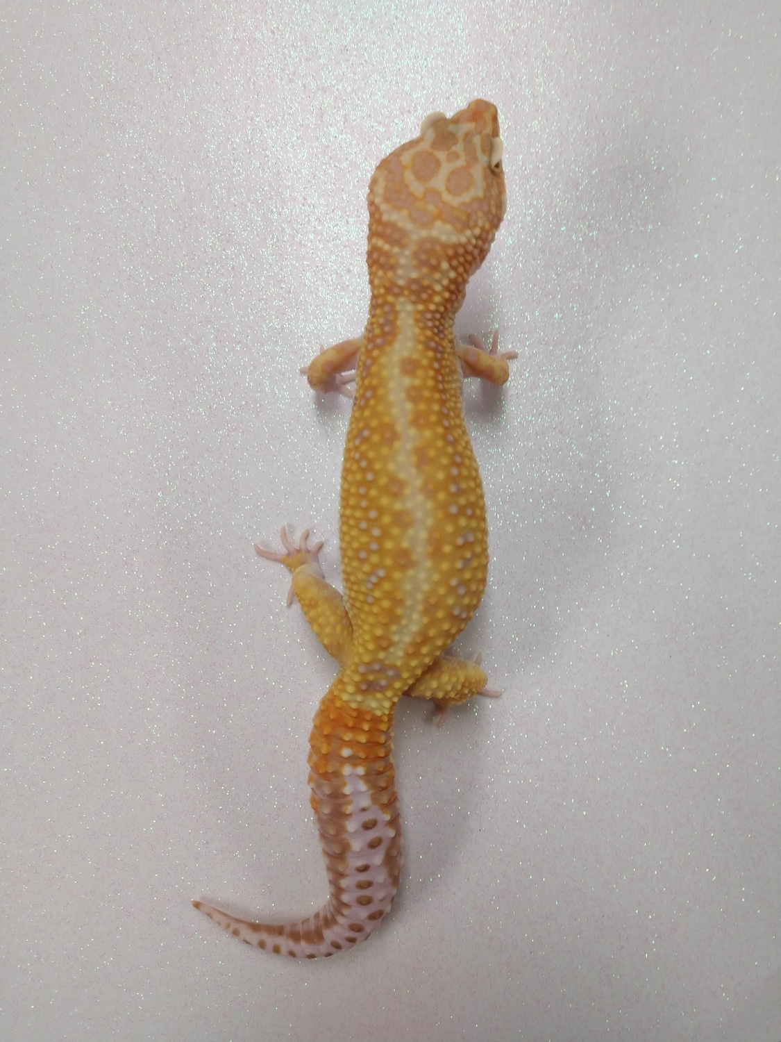 Raining Red Stripe Leopard Gecko by Granite State Geckos - MorphMarket