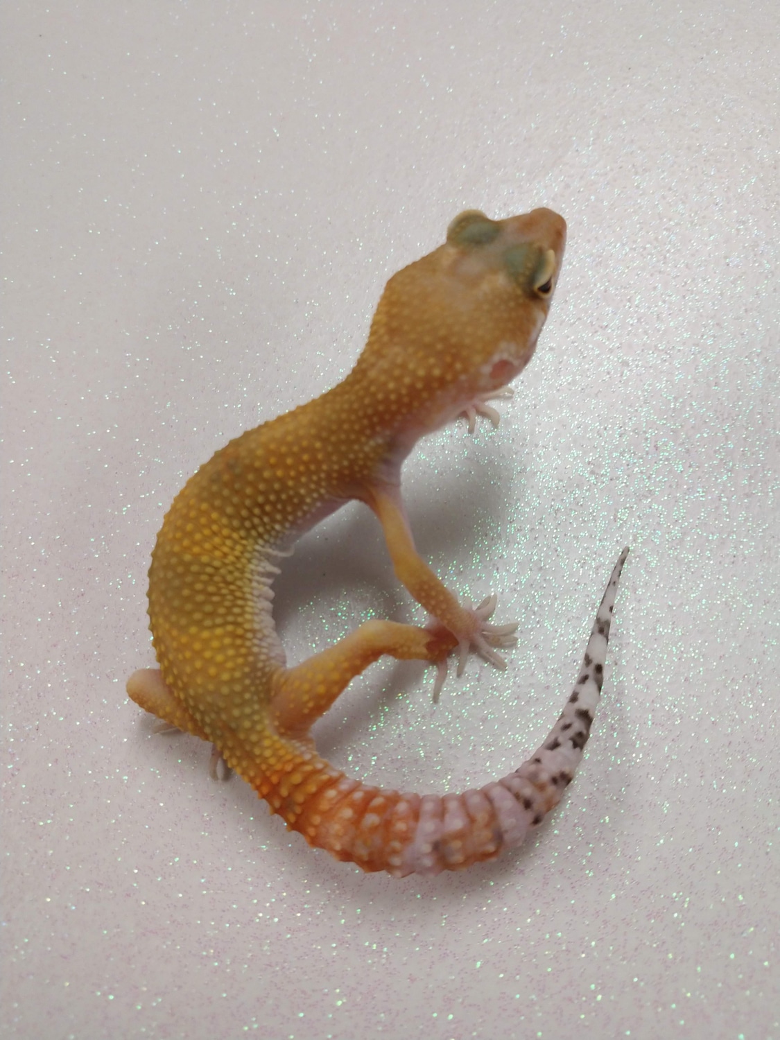 SHTCTB 50% Het RAPTOR Leopard Gecko by Granite State Geckos - MorphMarket