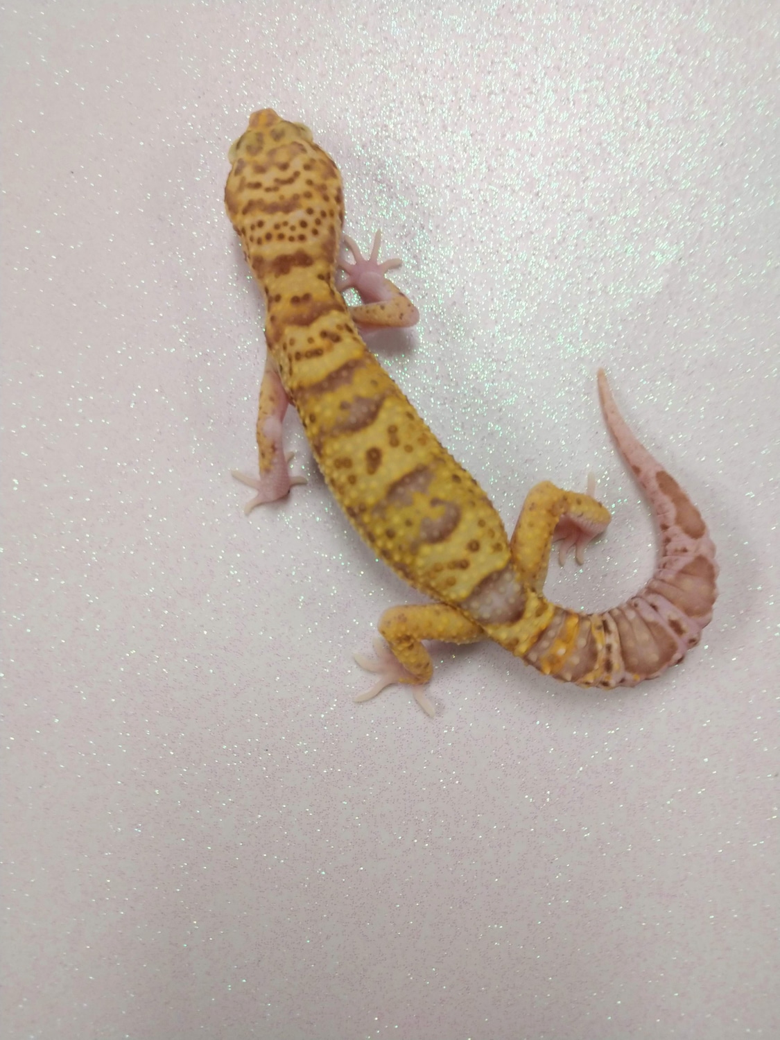 RADAR Het Marble Eye 50% Het Blizzard Leopard Gecko by Granite State ...