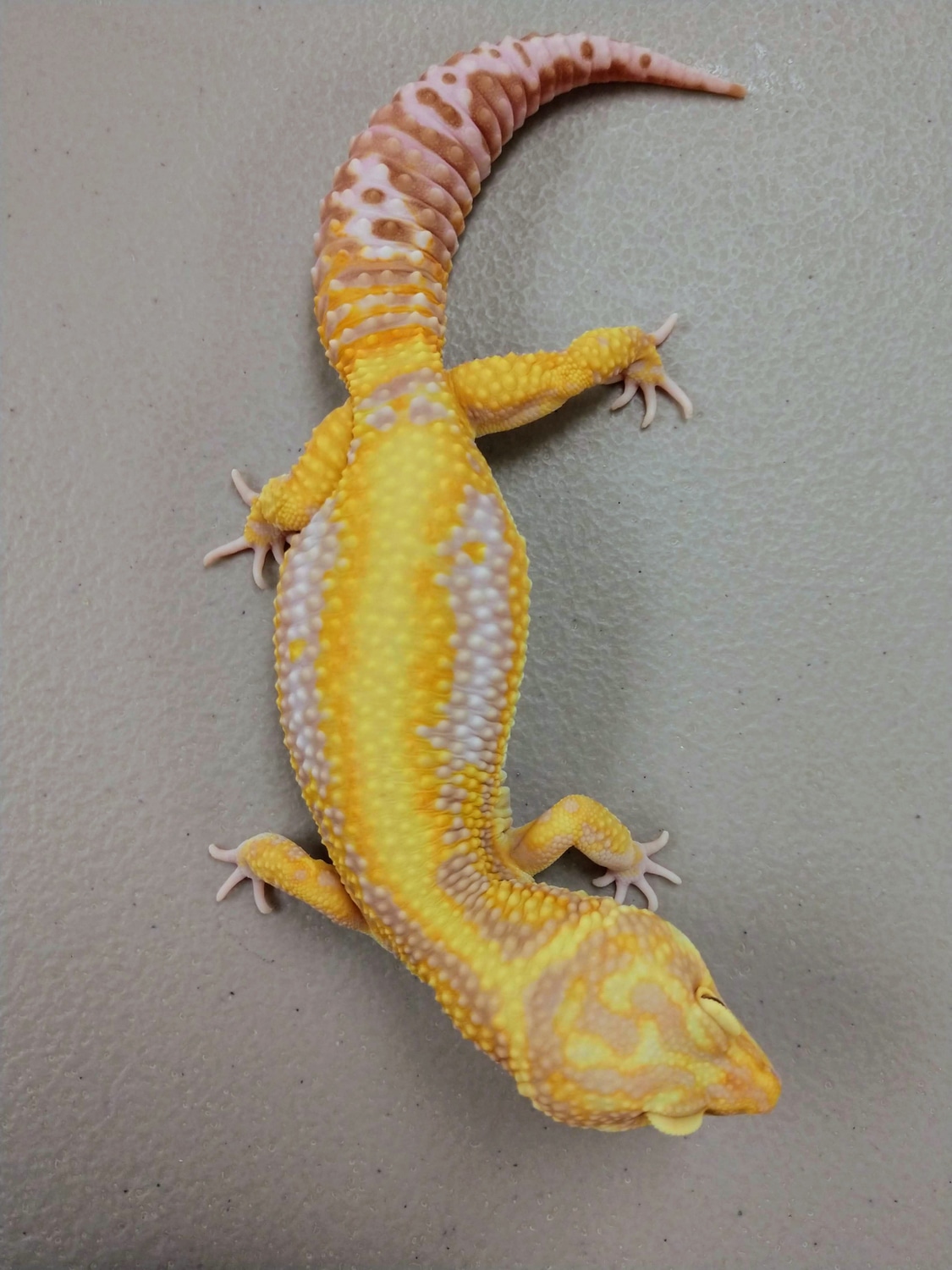 Firewater Cross Leopard Gecko by Granite State Geckos - MorphMarket
