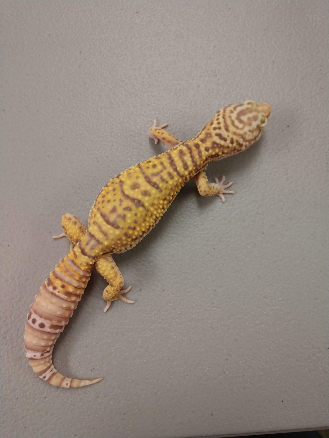 Bell Albino Het Eclipse Het Marble Eye 50% Het Blizzard Leopard Gecko ...