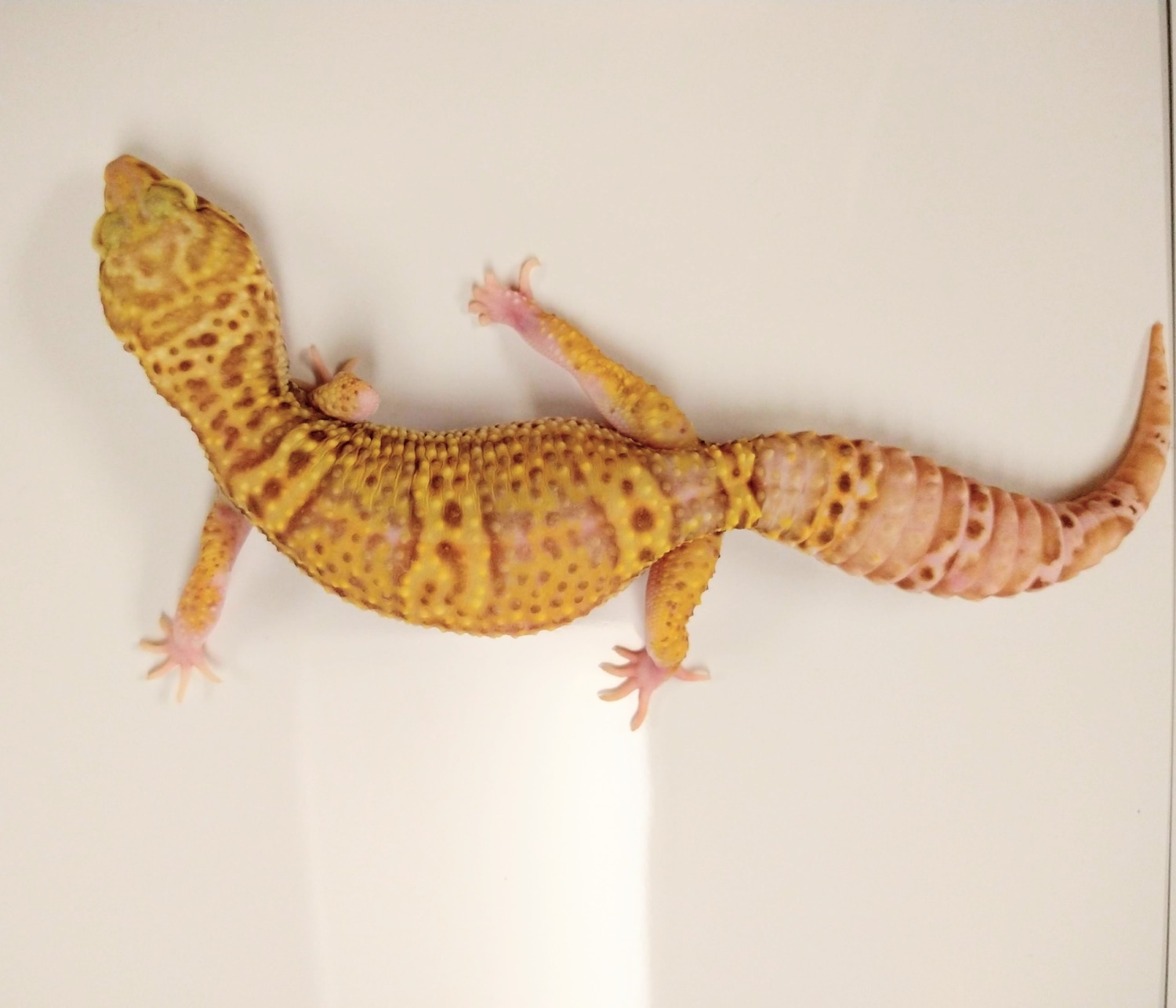 RADAR Het Marble Eye 50% Het Blizzard Leopard Gecko by Granite State ...